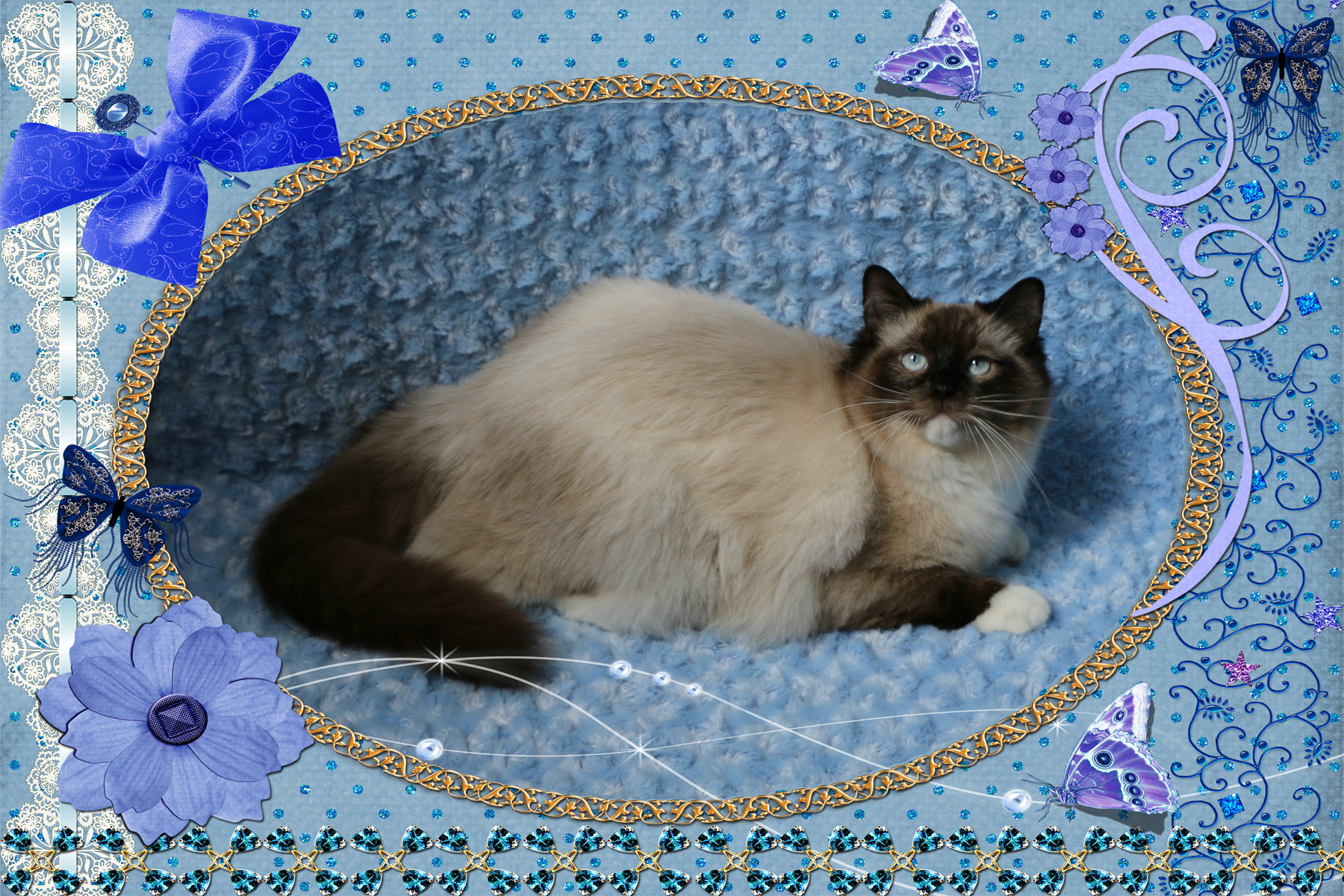 Retired Ragdoll Breeders | Rainbow Ragdolls Cattery