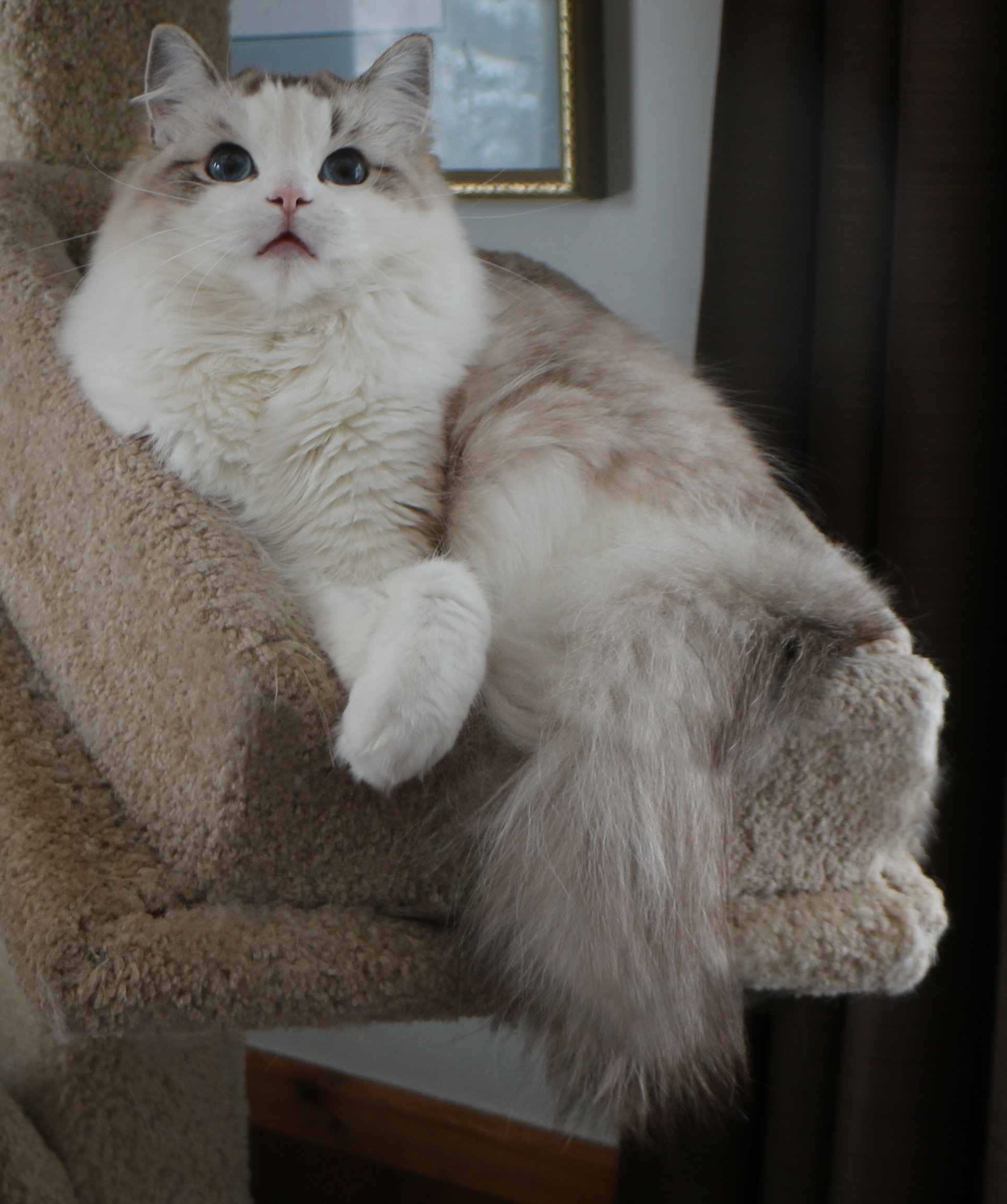 Ragdoll Queens | Rainbow Ragdolls Cattery