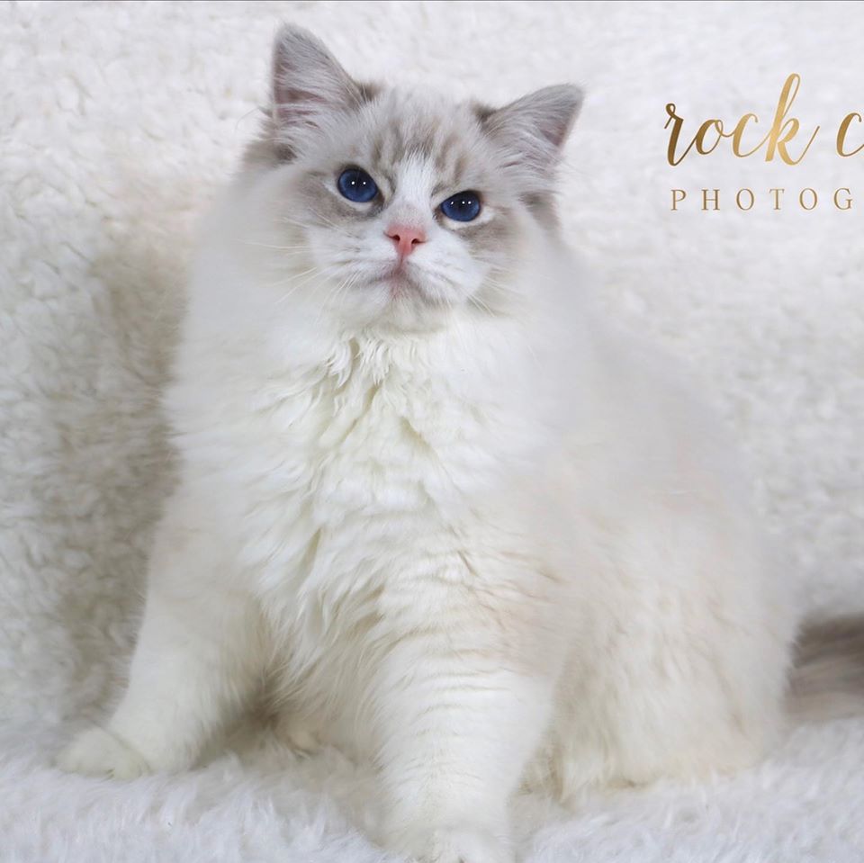 Ragdoll Kings - Rainbow Ragdolls Cattery