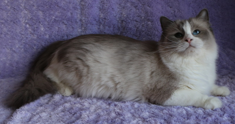 Ragdoll Queens | Rainbow Ragdolls Cattery