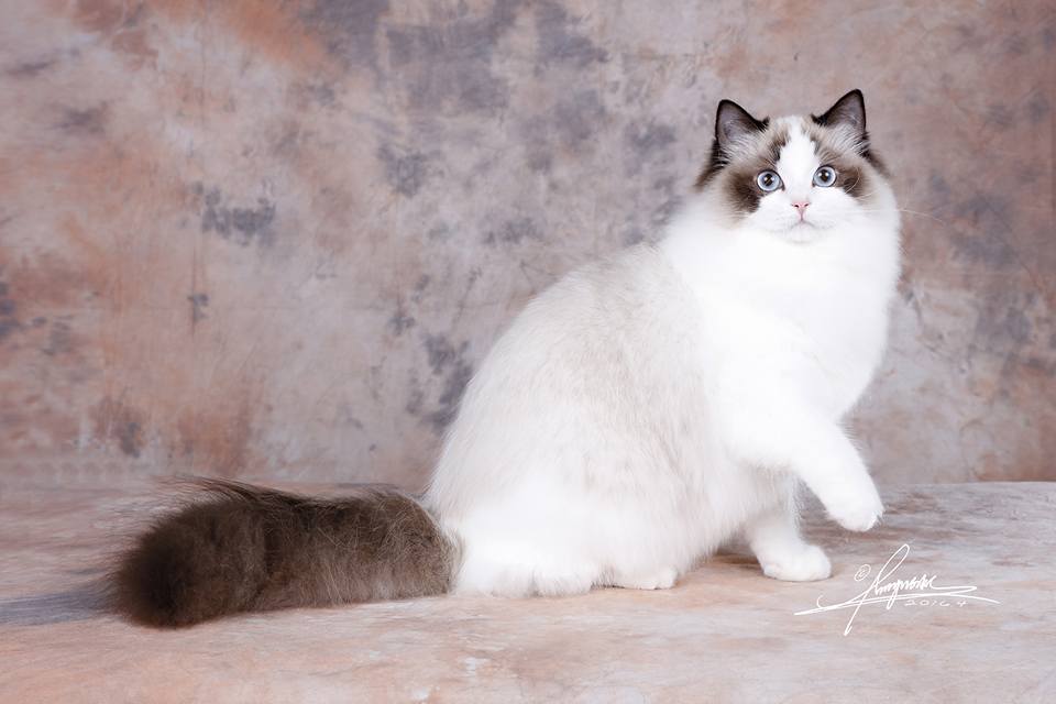 Ragdoll Queens | Rainbow Ragdolls Cattery