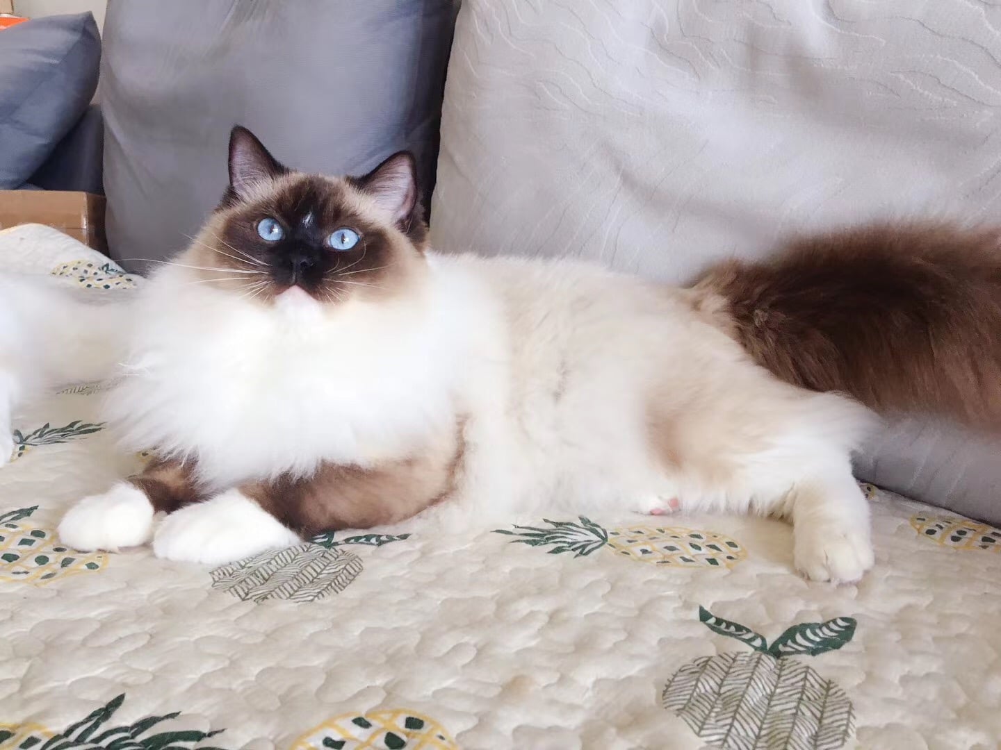 Ragdoll Queens | Rainbow Ragdolls Cattery