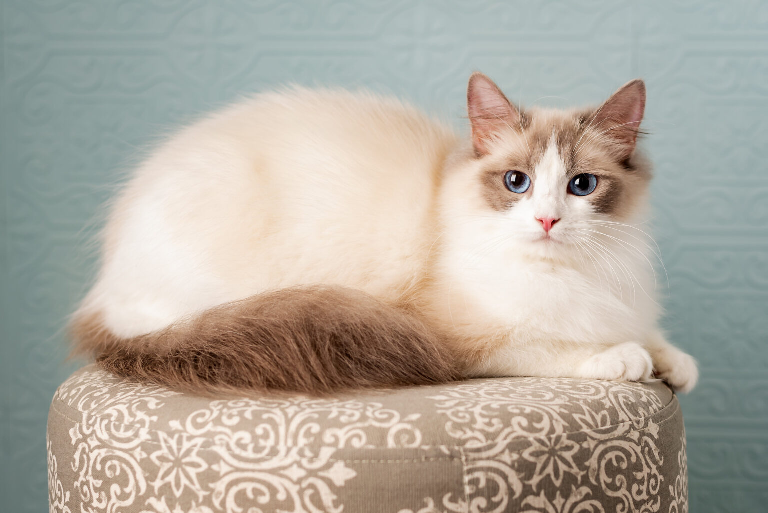 Ragdoll Queens | Rainbow Ragdolls Cattery