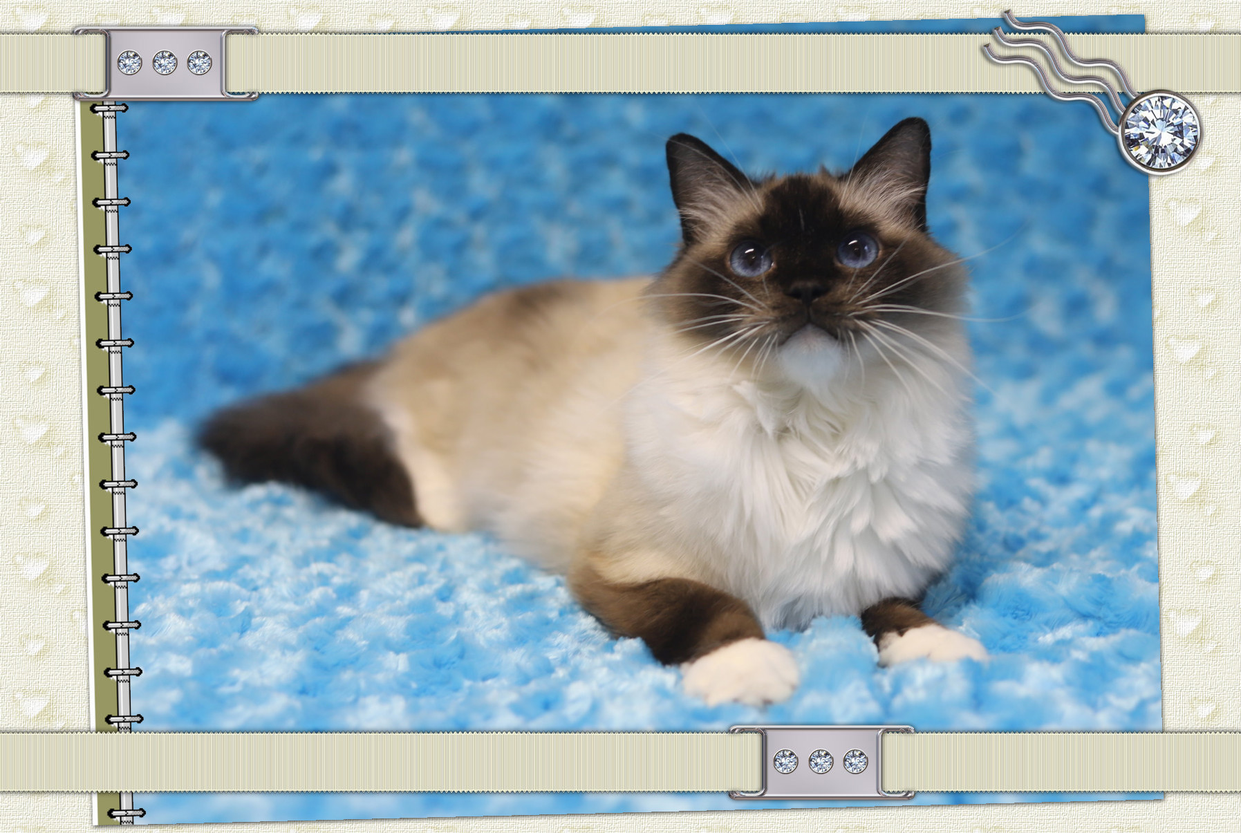 Ragdoll Queens | Rainbow Ragdolls Cattery