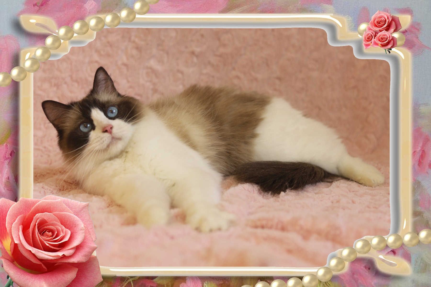 Ragdoll Queens | Rainbow Ragdolls Cattery