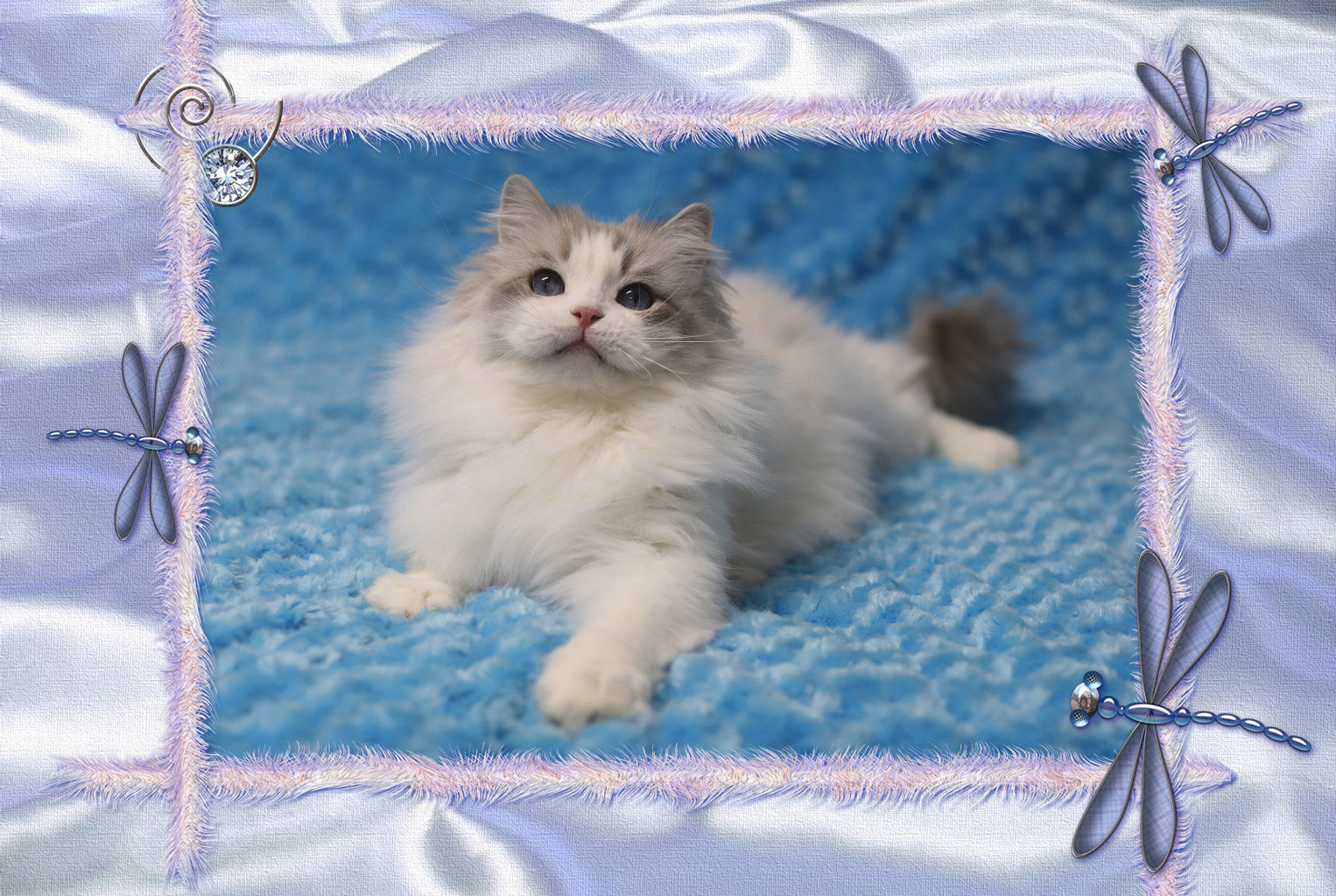Ragdoll Queens | Rainbow Ragdolls Cattery