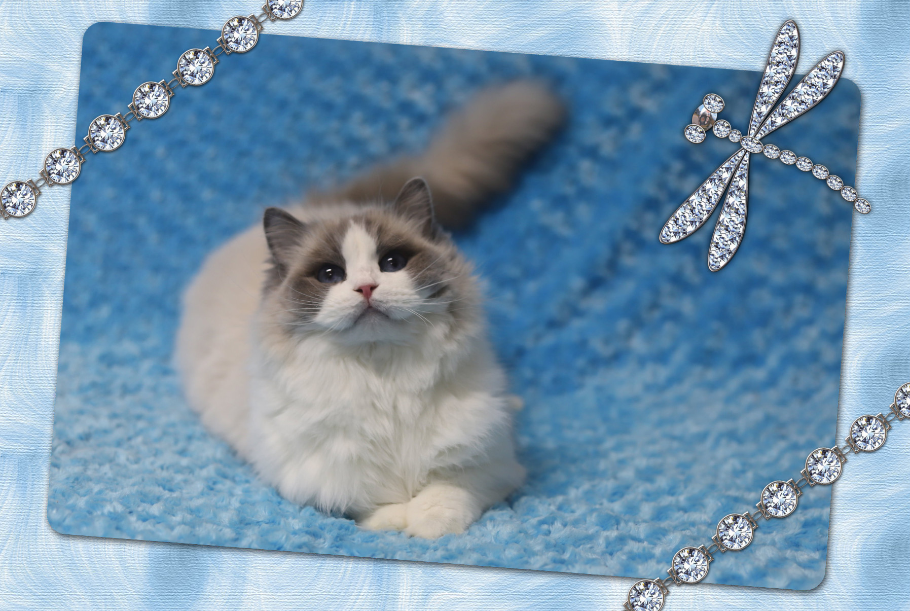 Ragdoll Queens | Rainbow Ragdolls Cattery
