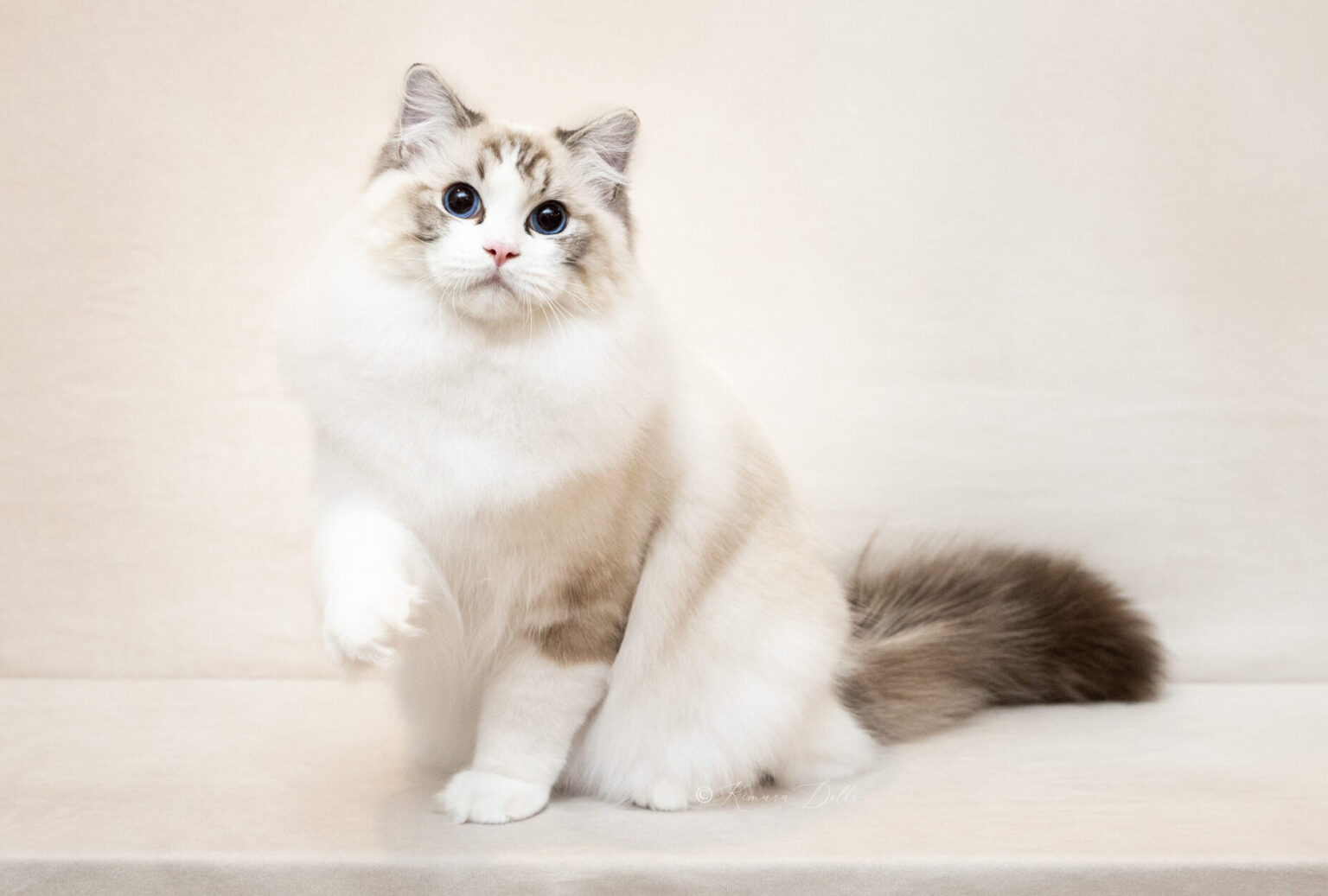 Ragdoll Kings - Rainbow Ragdolls Cattery