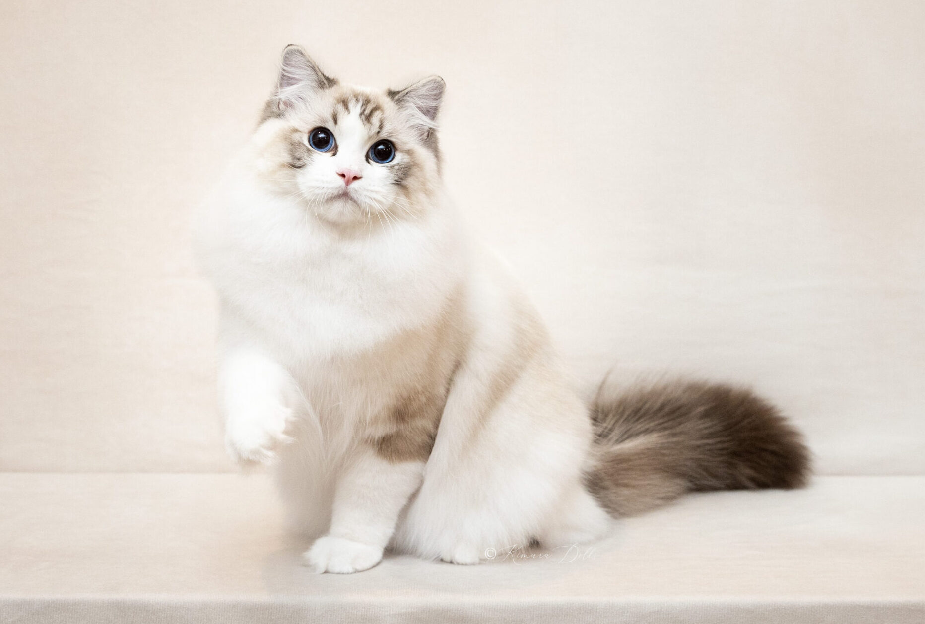 Ragdoll Kings - Rainbow Ragdolls Cattery