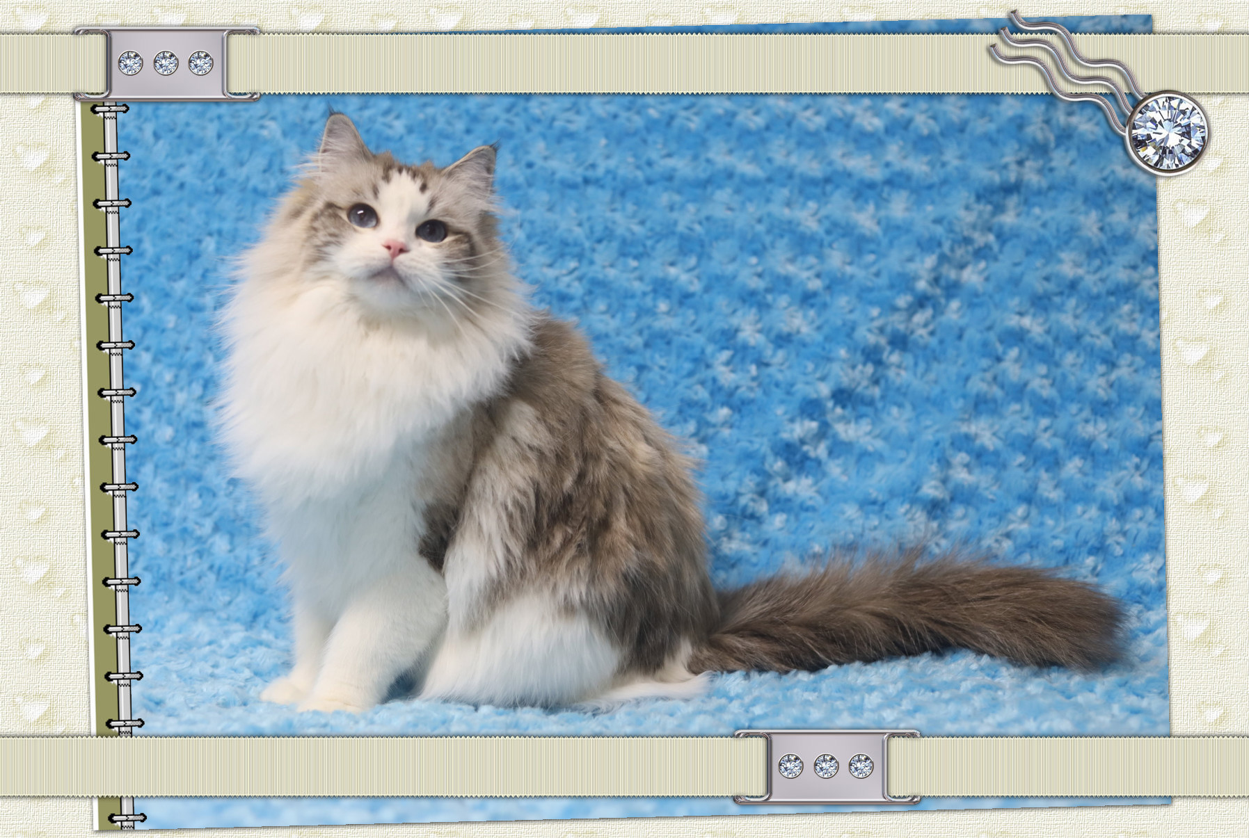Ragdoll Queens | Rainbow Ragdolls Cattery