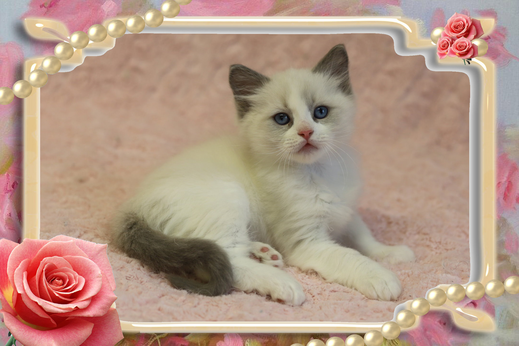 Ragdoll Kittens - Rainbow Ragdolls Cattery
