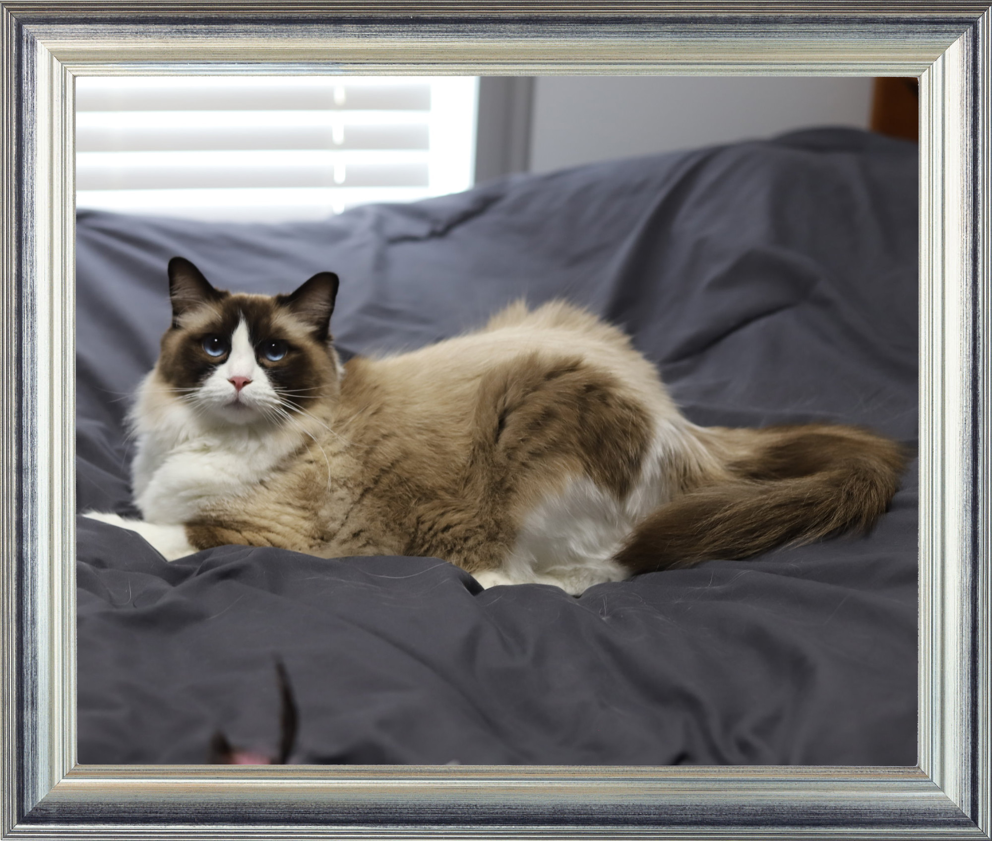 Ragdoll Kittens - Rainbow Ragdolls Cattery