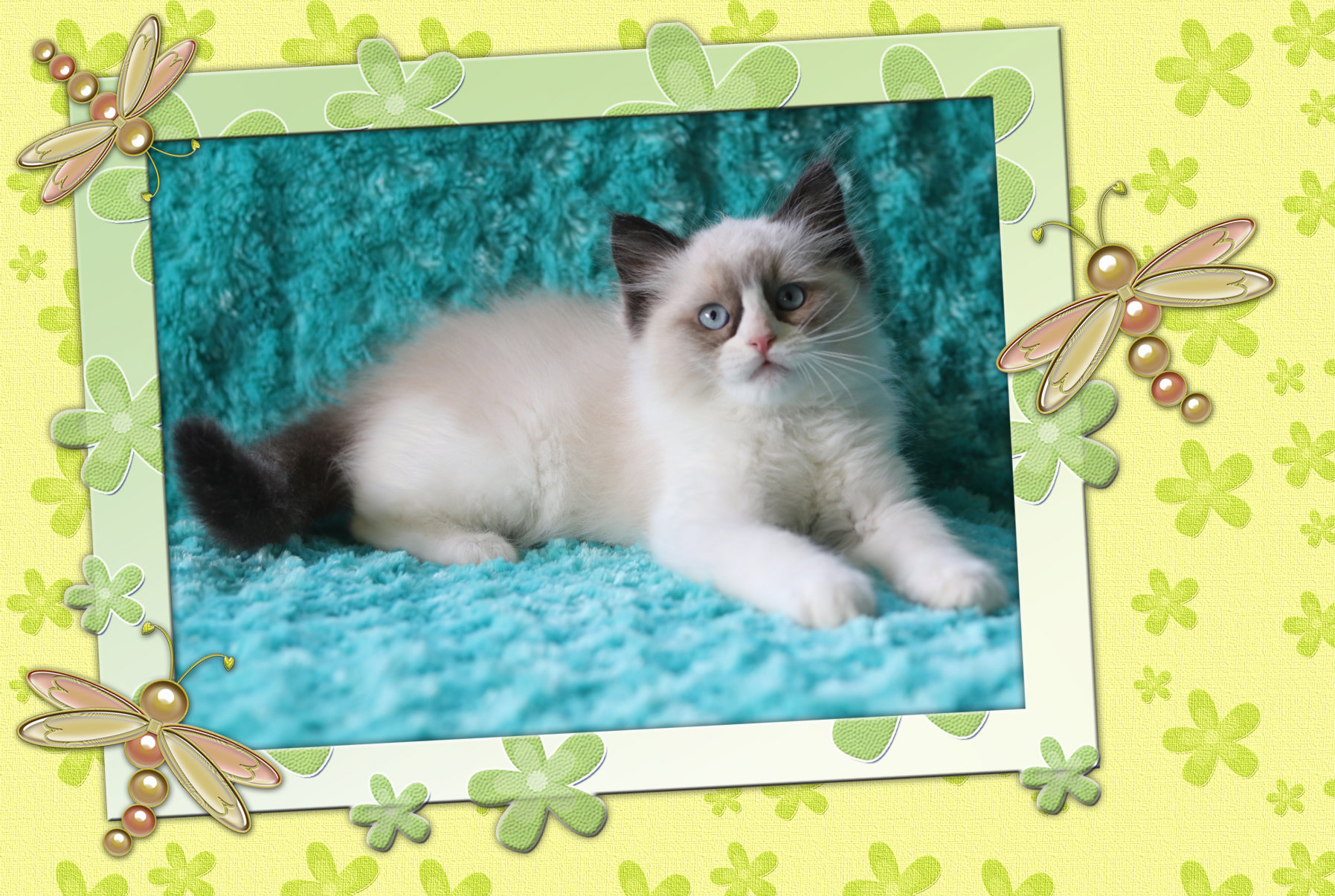 Ragdoll Kittens - Rainbow Ragdolls Cattery