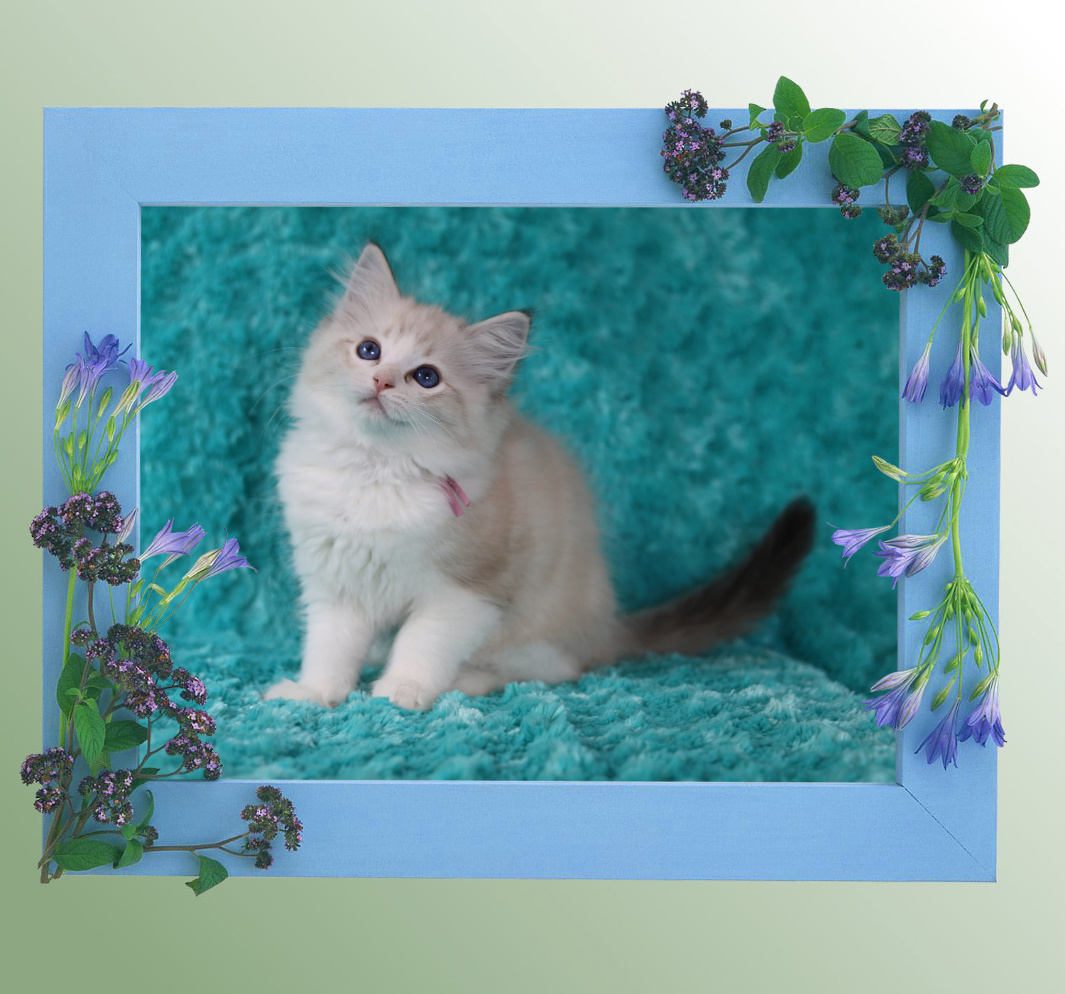 Ragdoll Kittens - Rainbow Ragdolls Cattery