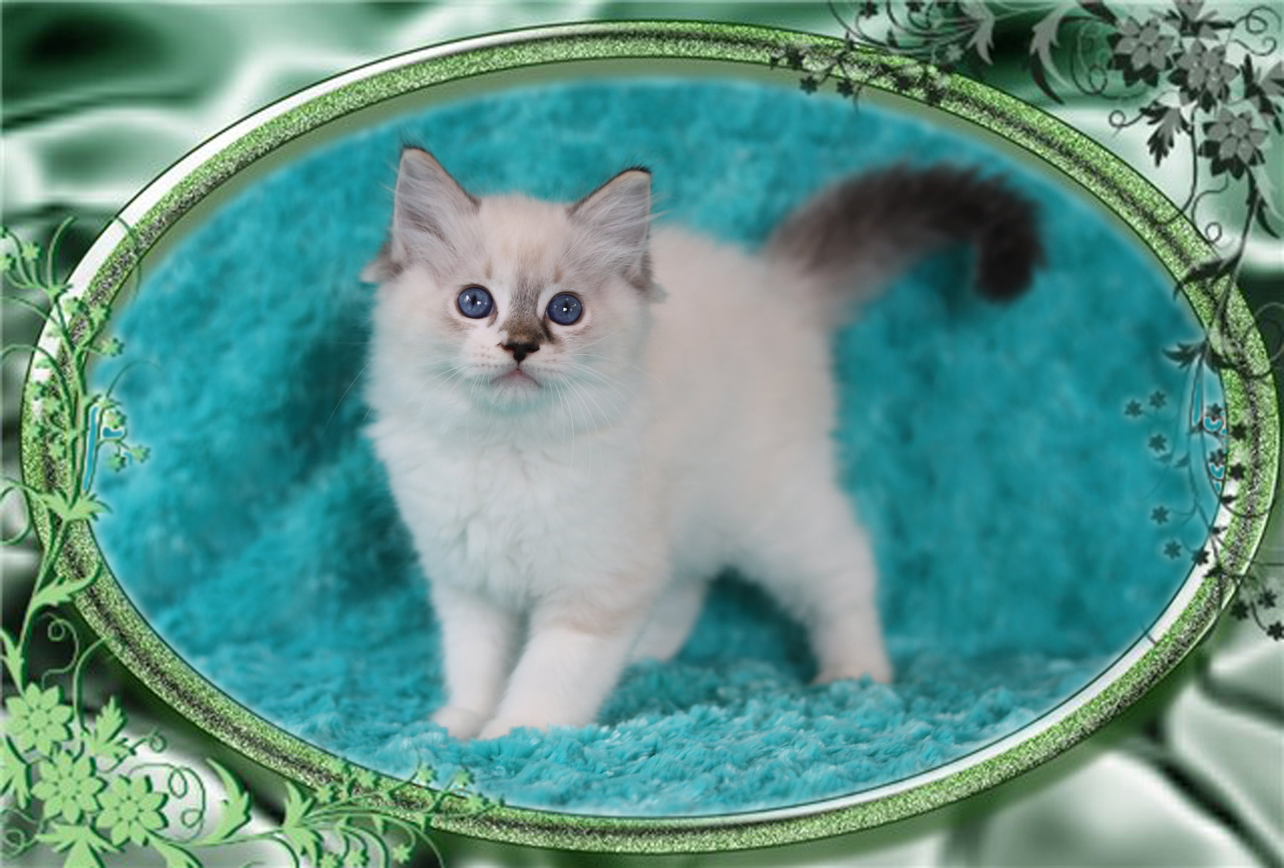 Ragdoll Kittens - Rainbow Ragdolls Cattery