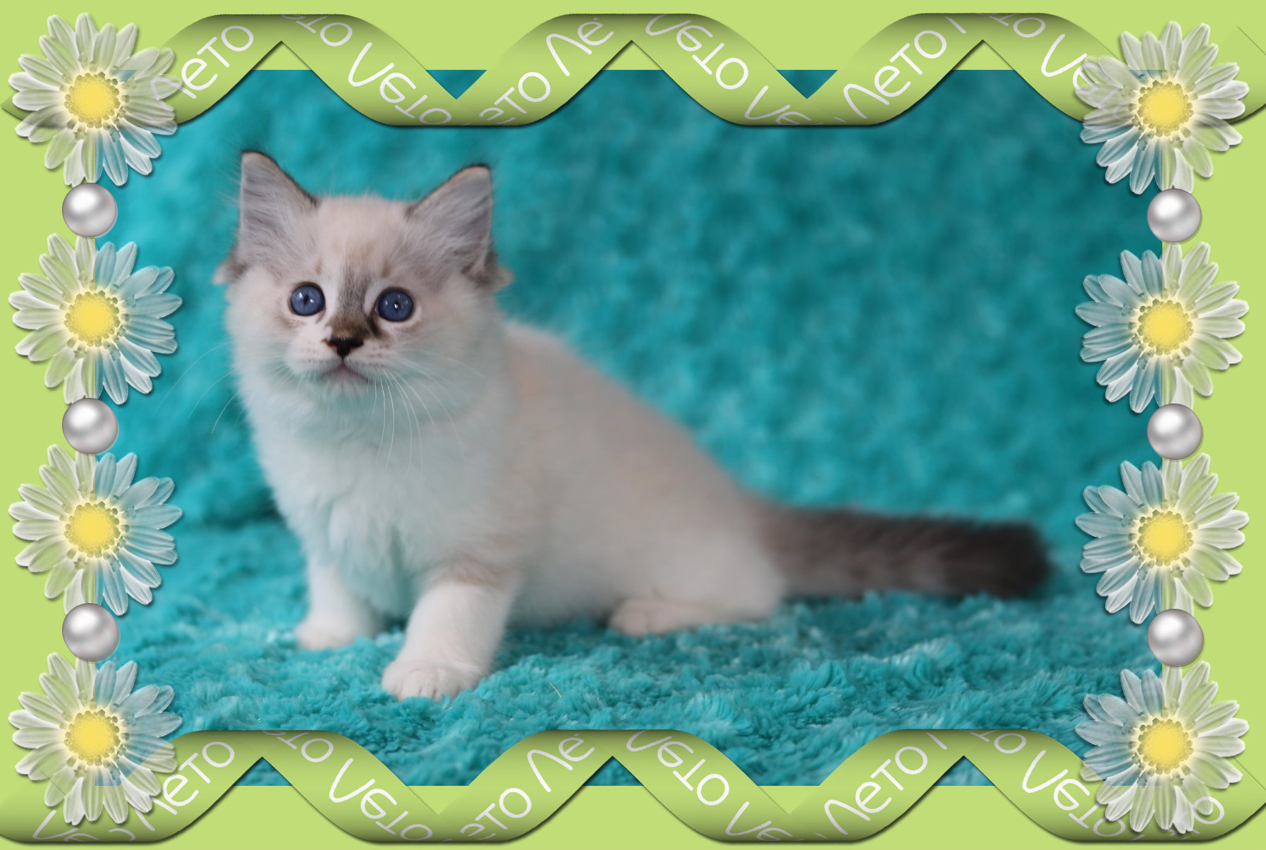 Ragdoll Kittens - Rainbow Ragdolls Cattery