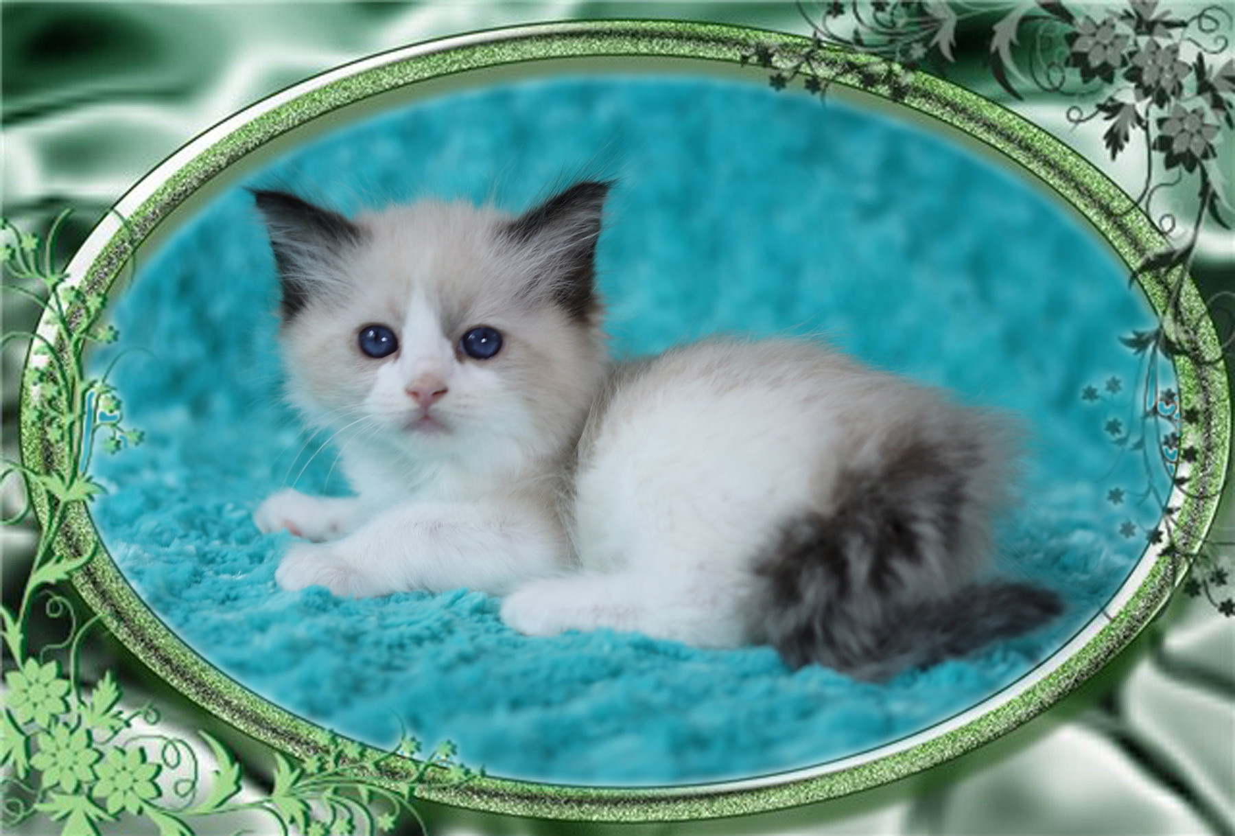 Ragdoll Kittens - Rainbow Ragdolls Cattery
