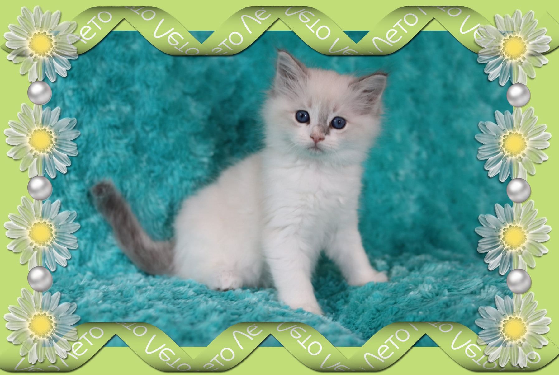 Ragdoll Kittens - Rainbow Ragdolls Cattery