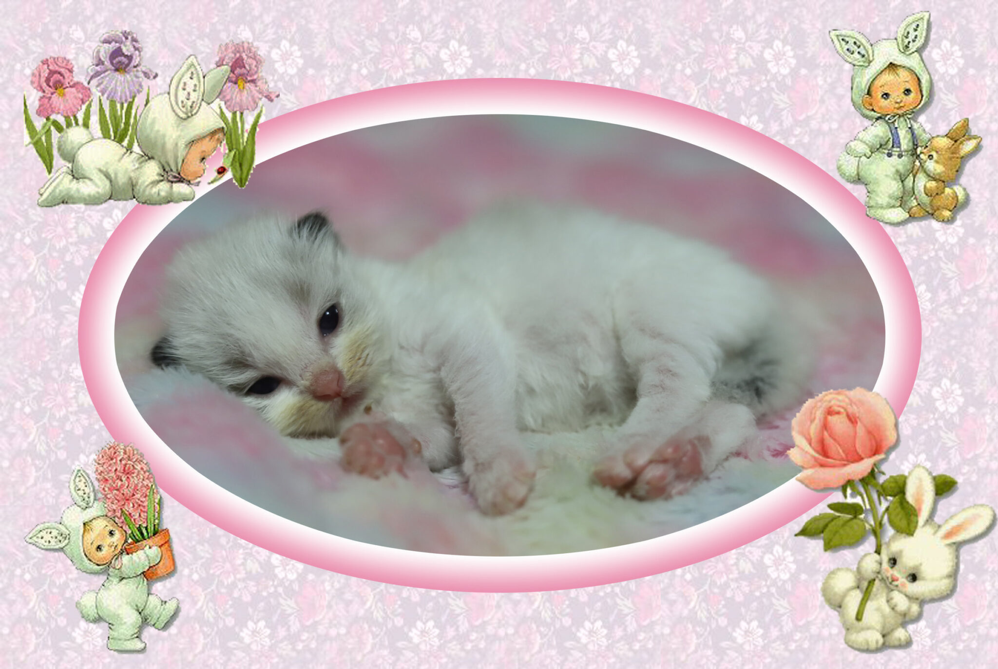 Ragdoll Kittens - Rainbow Ragdolls Cattery
