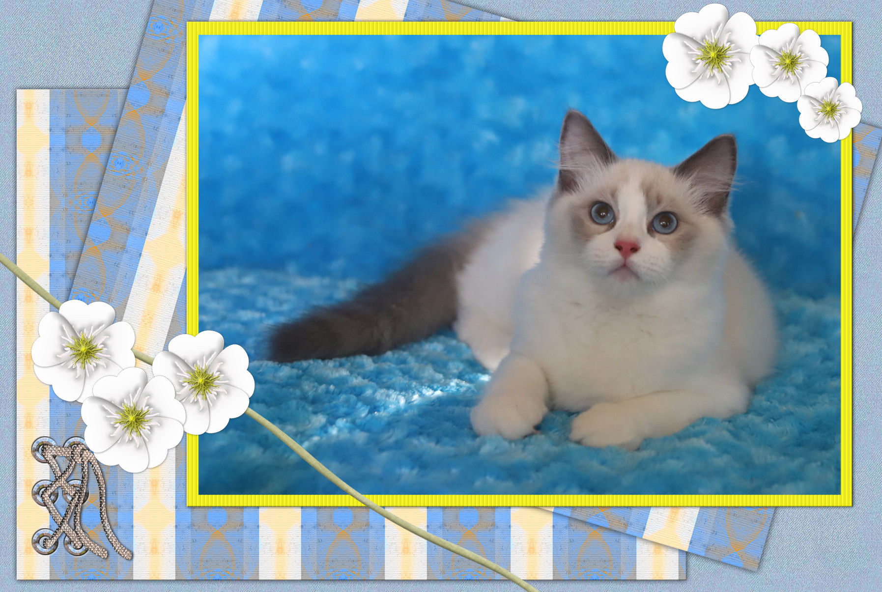 Ragdoll Kittens - Rainbow Ragdolls Cattery