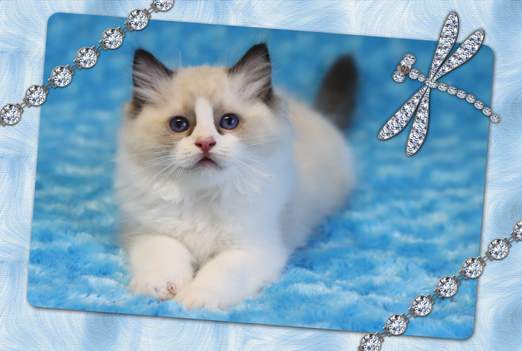 Ragdoll Kittens - Rainbow Ragdolls Cattery