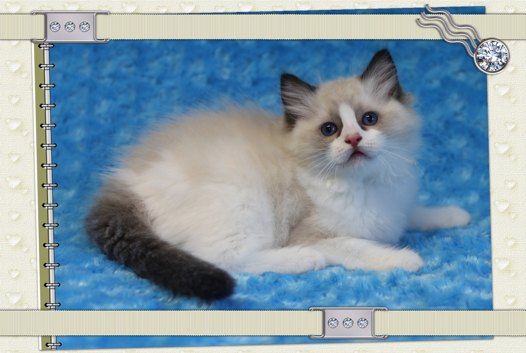 Ragdoll Kittens - Rainbow Ragdolls Cattery