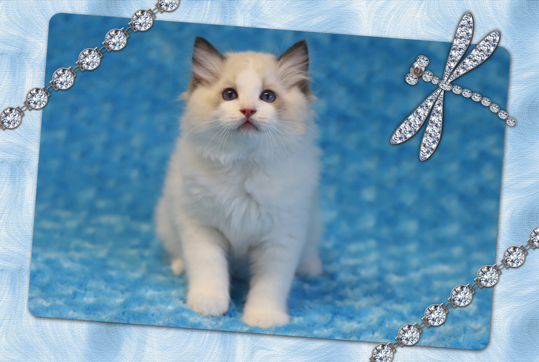 Ragdoll Kittens - Rainbow Ragdolls Cattery