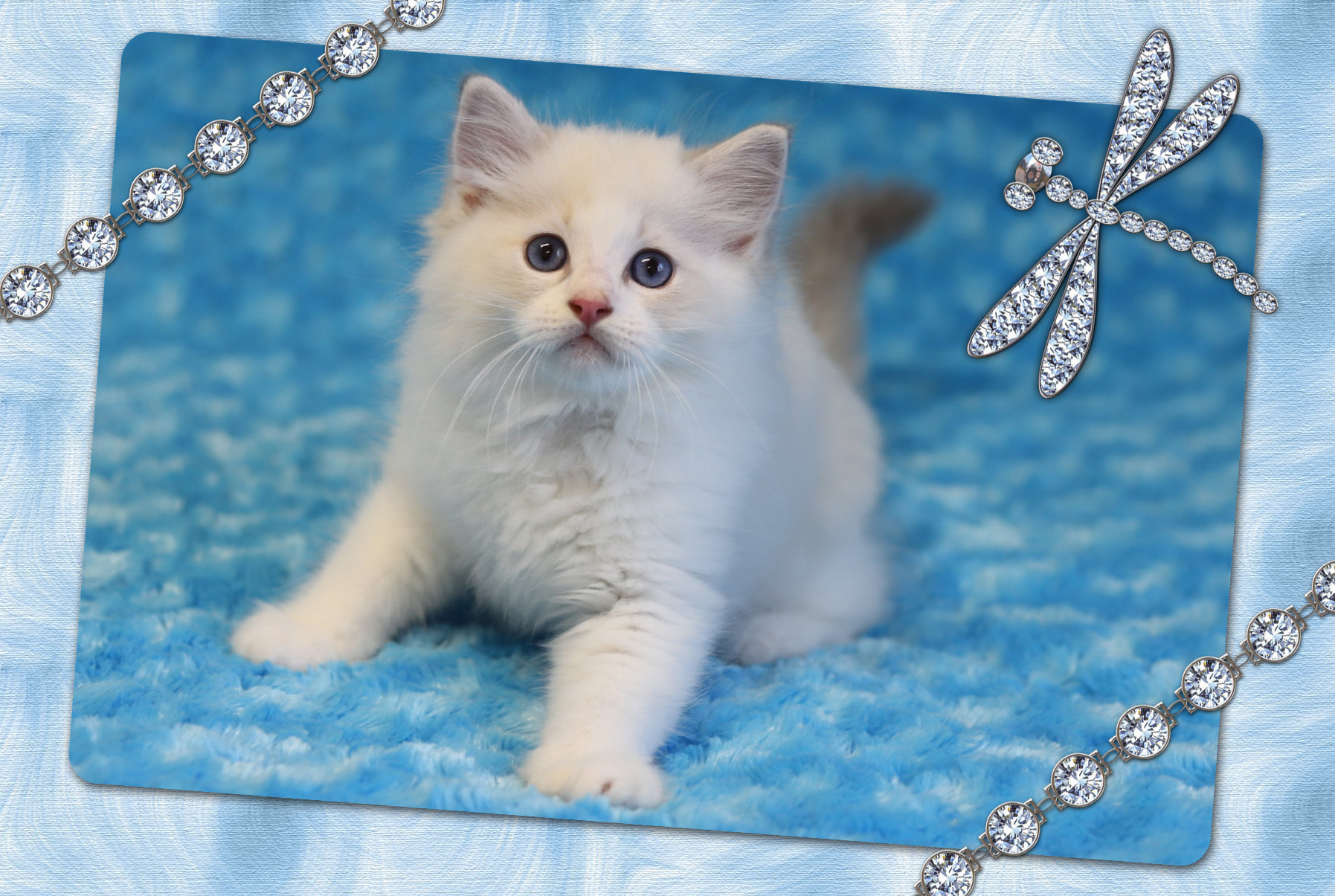 Ragdoll Kittens - Rainbow Ragdolls Cattery