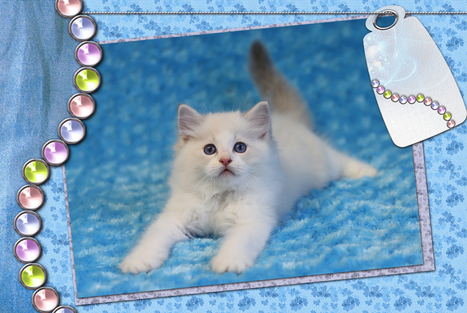 Ragdoll Kittens - Rainbow Ragdolls Cattery