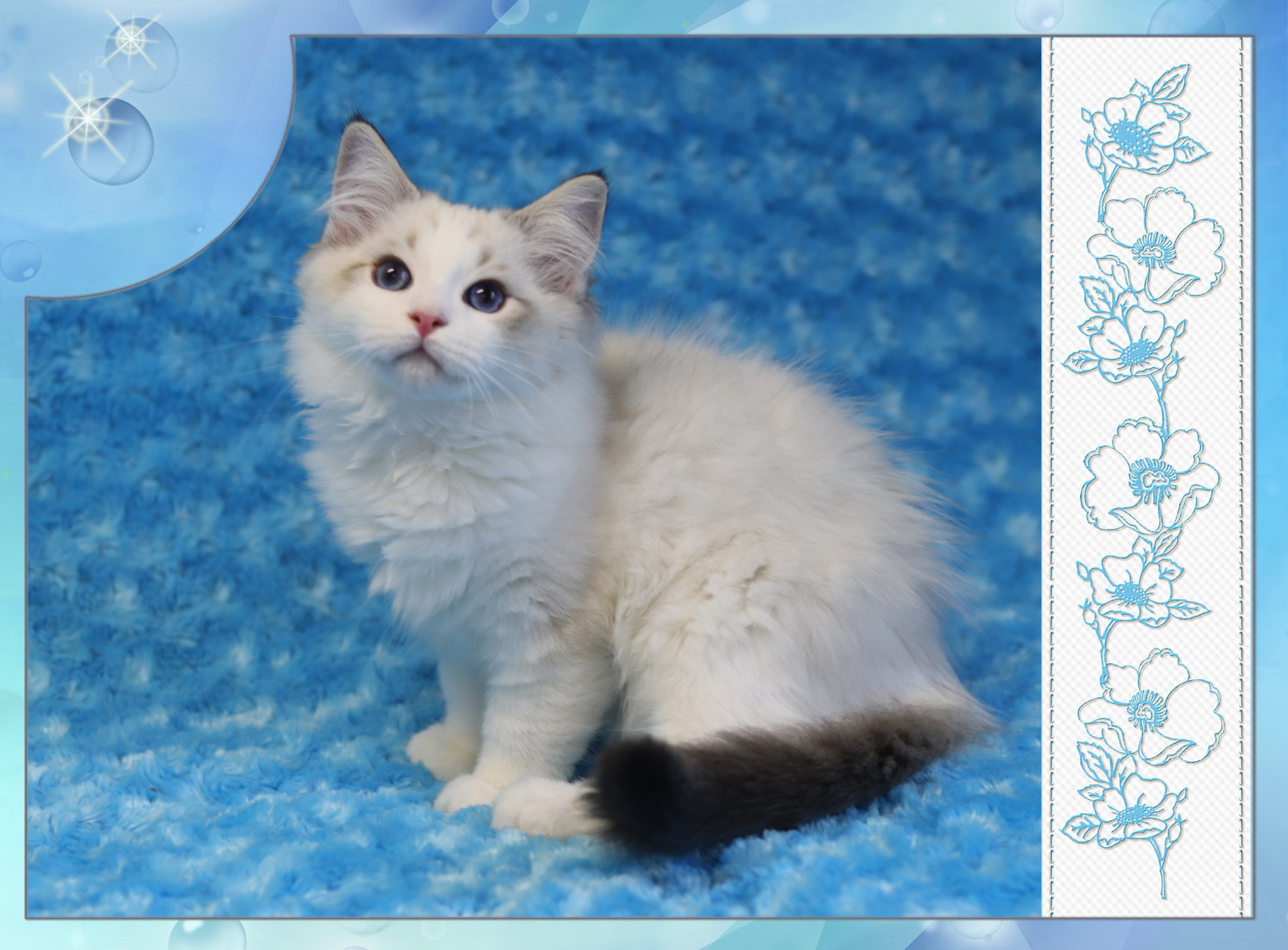 Ragdoll Kittens - Rainbow Ragdolls Cattery