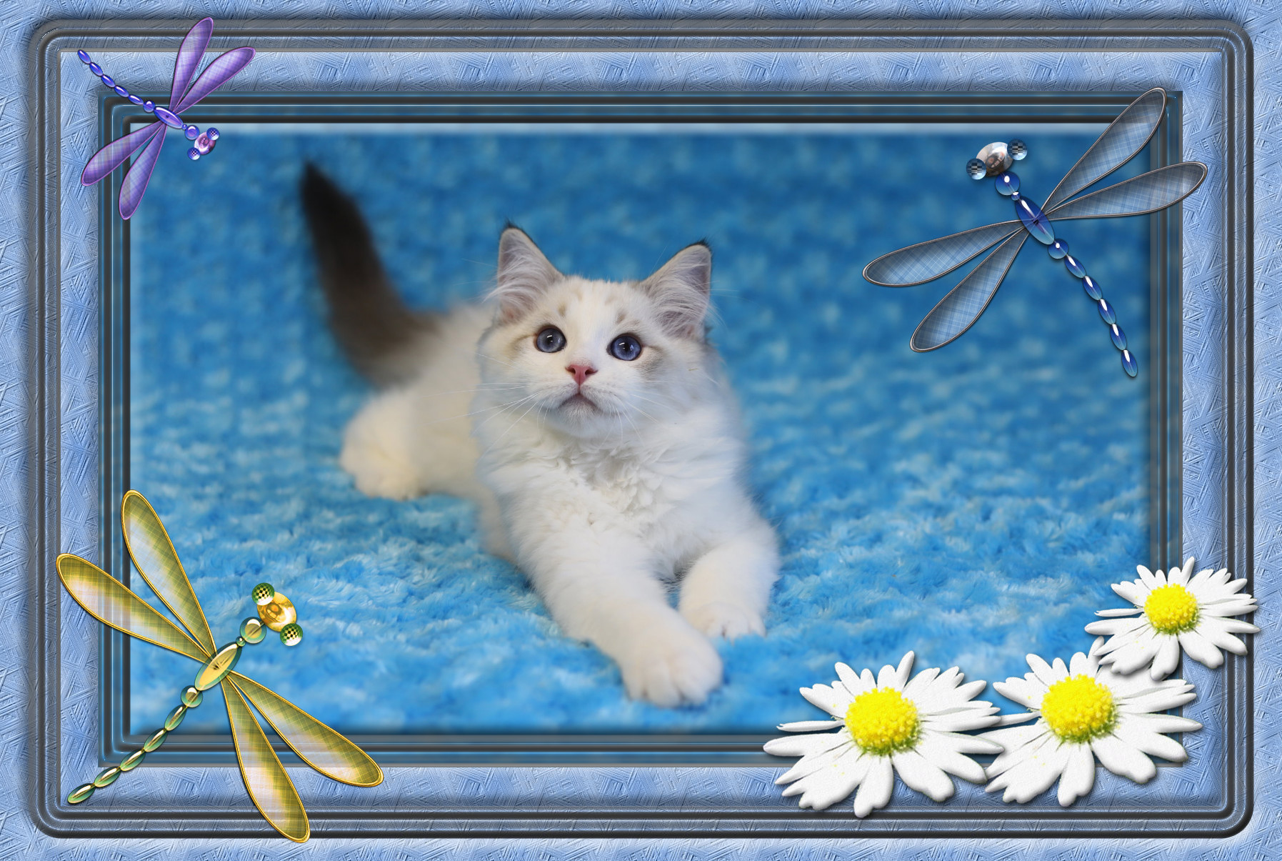 Ragdoll Kittens - Rainbow Ragdolls Cattery