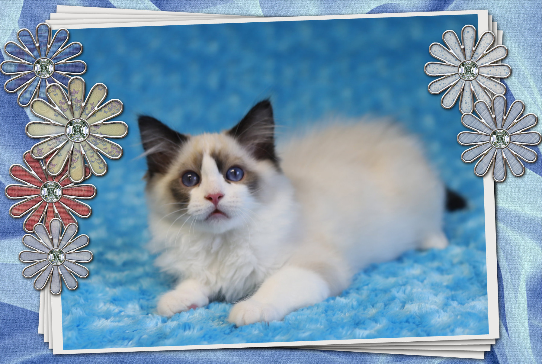 Ragdoll Kittens - Rainbow Ragdolls Cattery