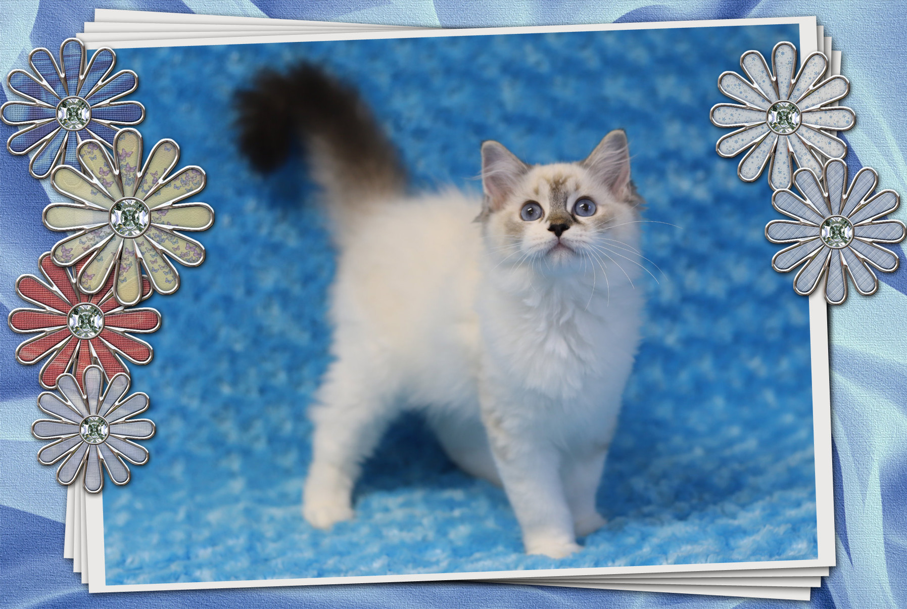Ragdoll Kittens - Rainbow Ragdolls Cattery