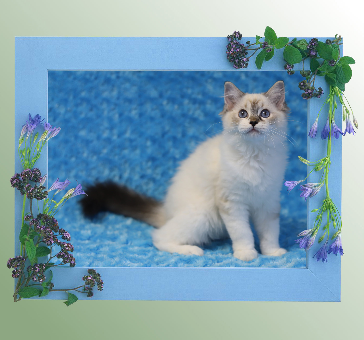 Ragdoll Kittens - Rainbow Ragdolls Cattery