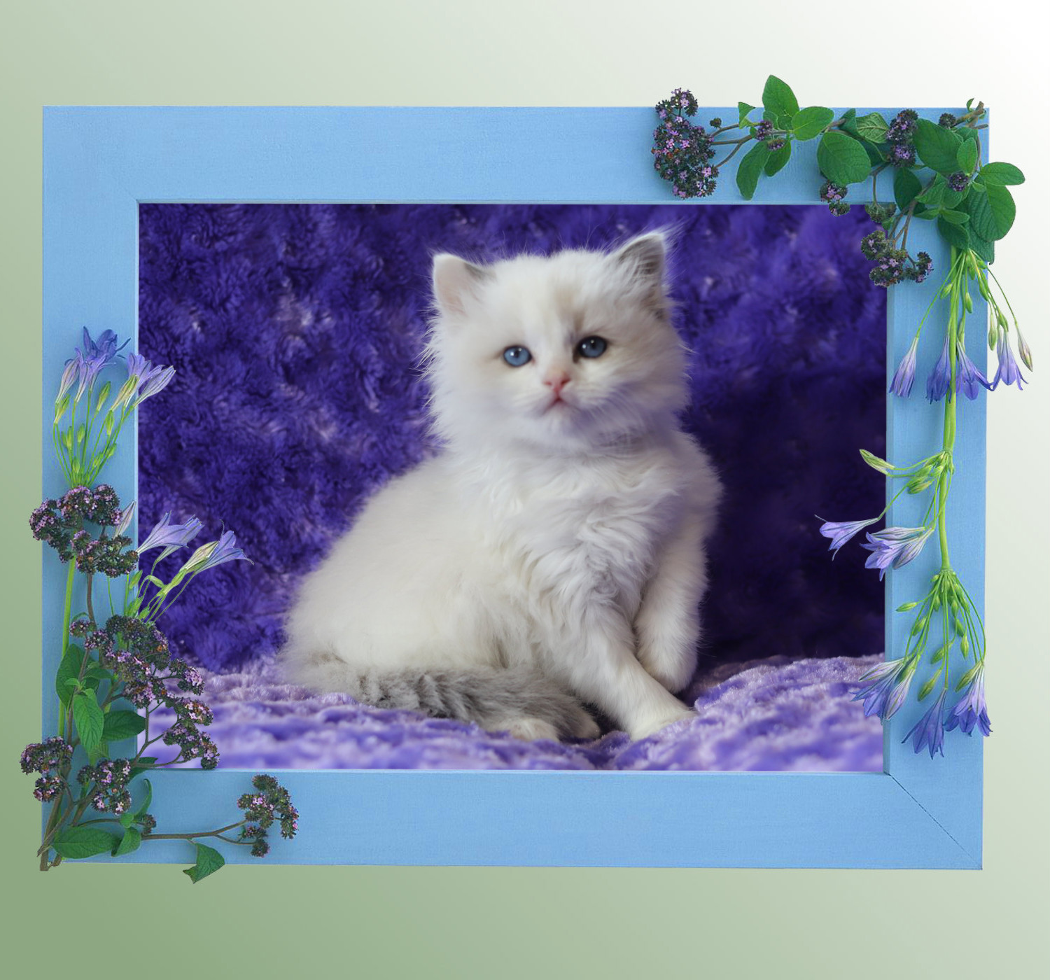 Ragdoll Kittens - Rainbow Ragdolls Cattery
