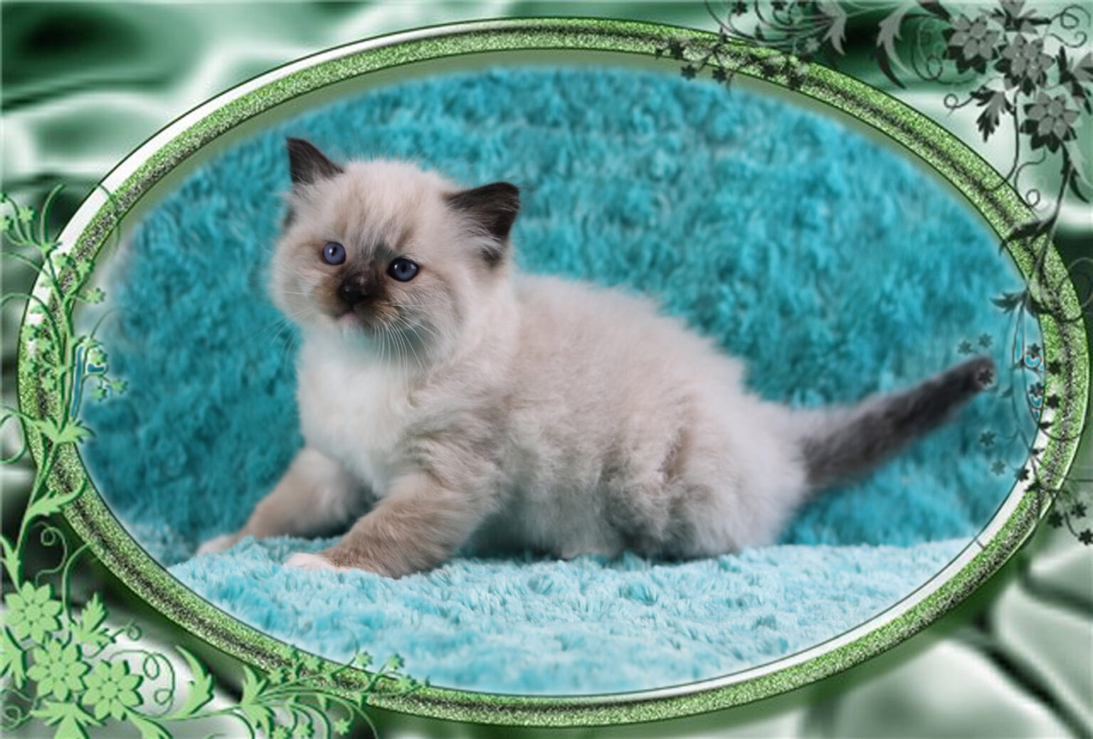 Ragdoll Kittens - Rainbow Ragdolls Cattery