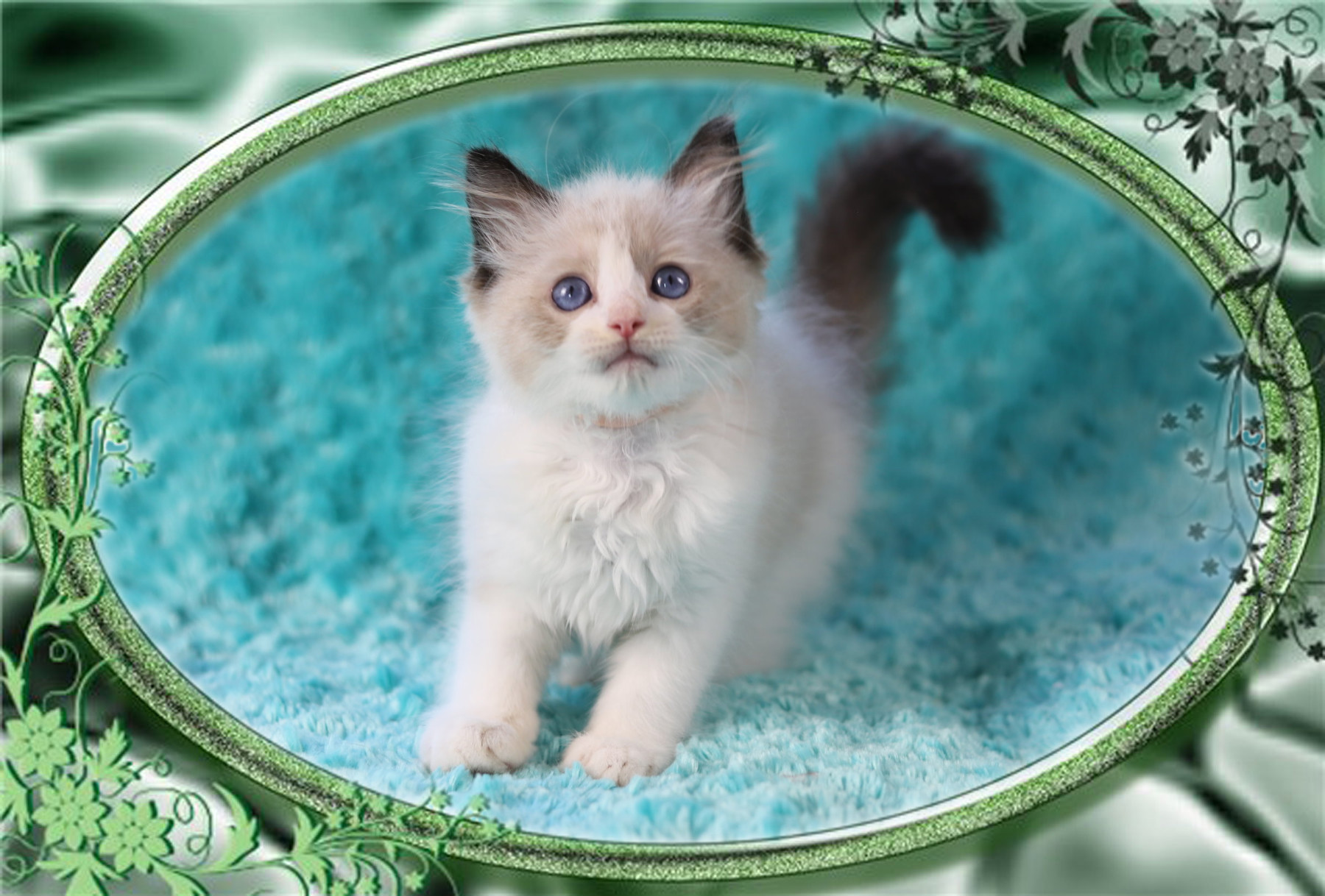 Ragdoll Kittens - Rainbow Ragdolls Cattery