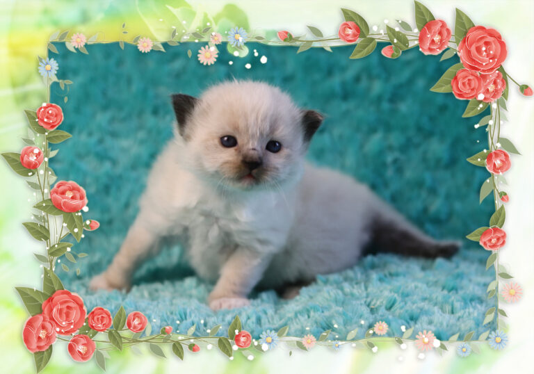 Ragdoll Kittens - Rainbow Ragdolls Cattery