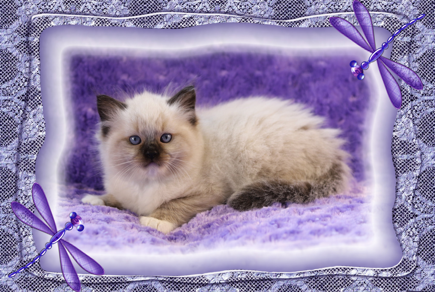 Ragdoll Kittens - Rainbow Ragdolls Cattery