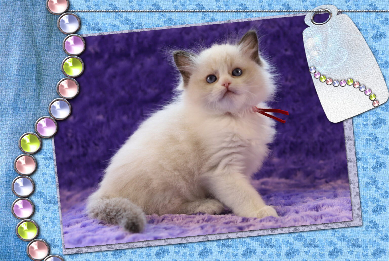 Ragdoll Kittens - Rainbow Ragdolls Cattery