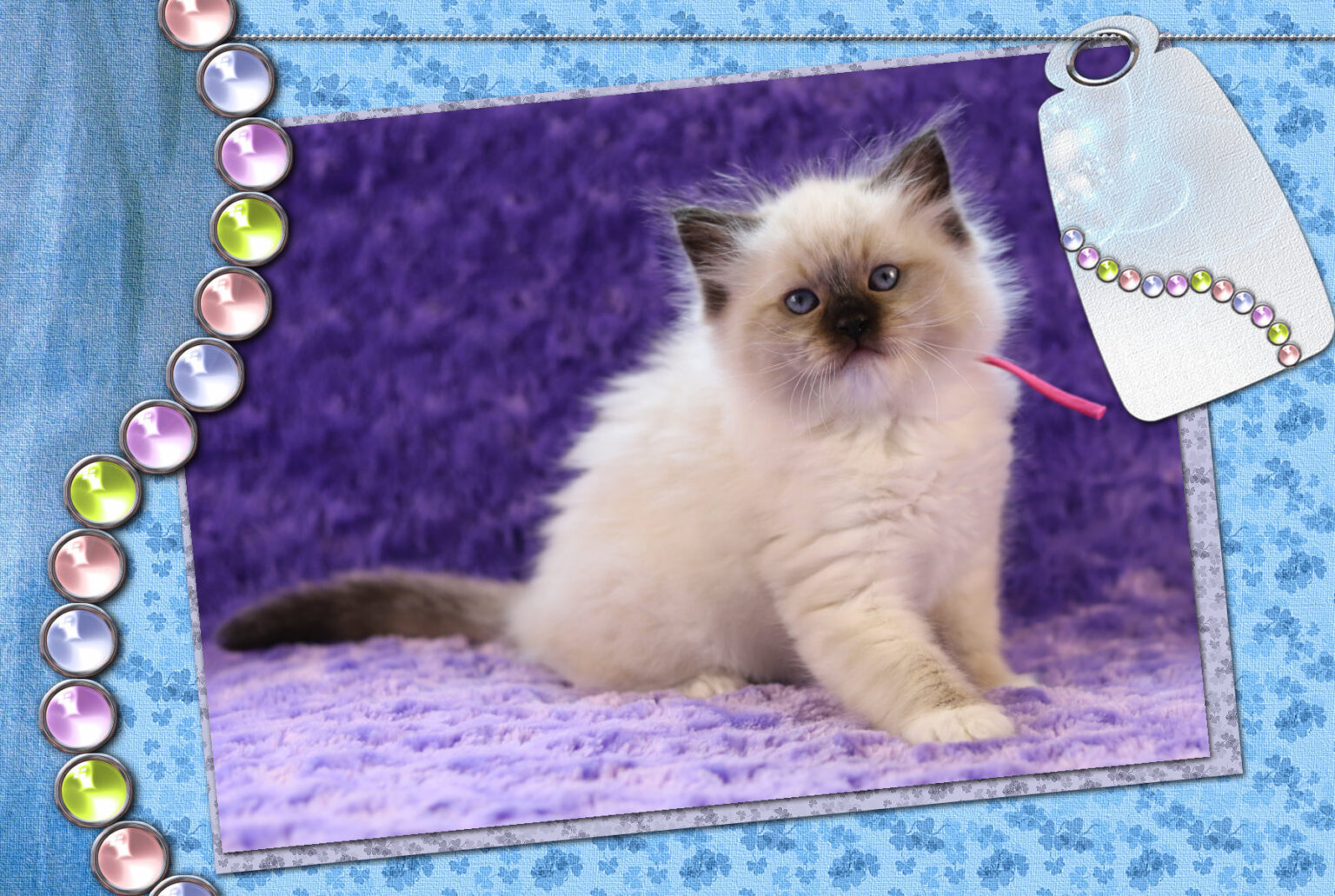Ragdoll Kittens - Rainbow Ragdolls Cattery