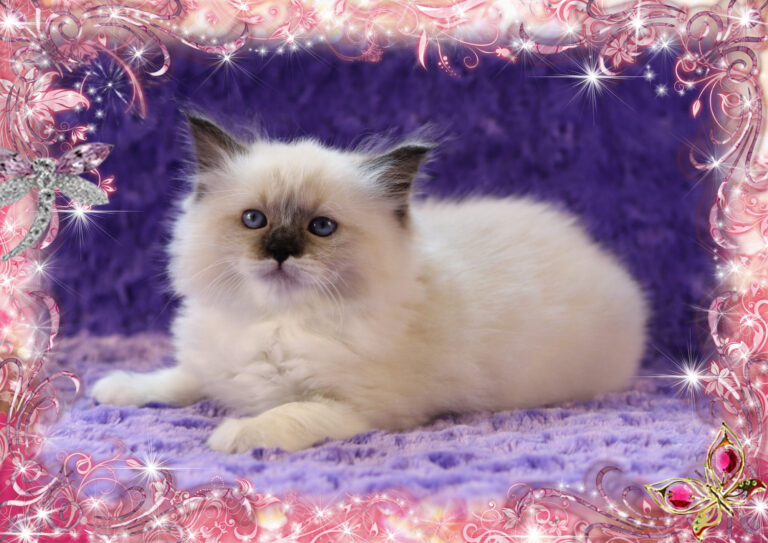 Ragdoll Kittens - Rainbow Ragdolls Cattery